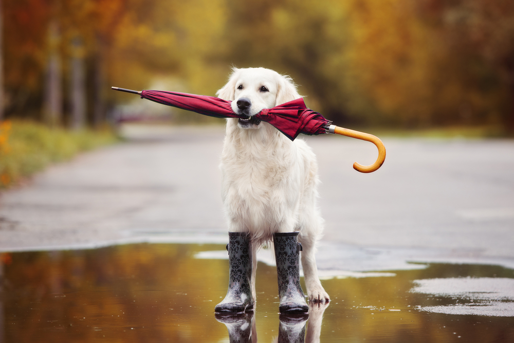Rained Out: 10 Things Travel RNs Can Do Rain Changes Your Plans