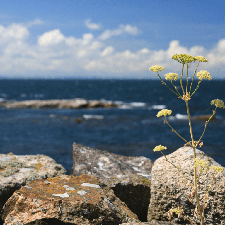 20 Pet-Friendly Cities for Gypsy Dogs - The Gypsy Nurse